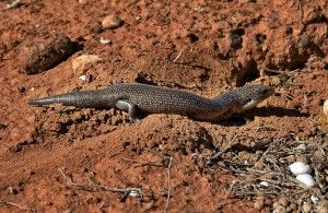 La Lisneja - Fauna de Fuerteventura « GUÍA DE FUERTEVENTURA