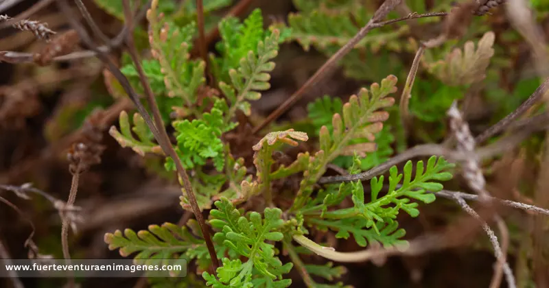 ¿Qué es una hoja pinnada? - definición, significado y ejemplos