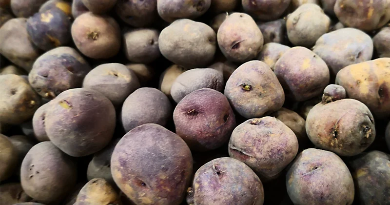 Las papas arrugadas: historia y origen | Fuerteventura en Imágenes